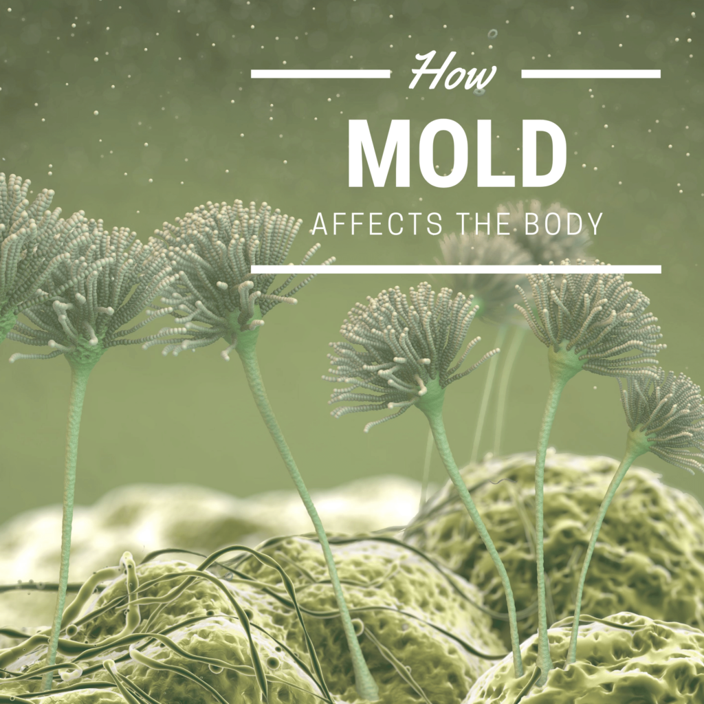 How Mold Affects the Body - Dr. Neil Paulvin